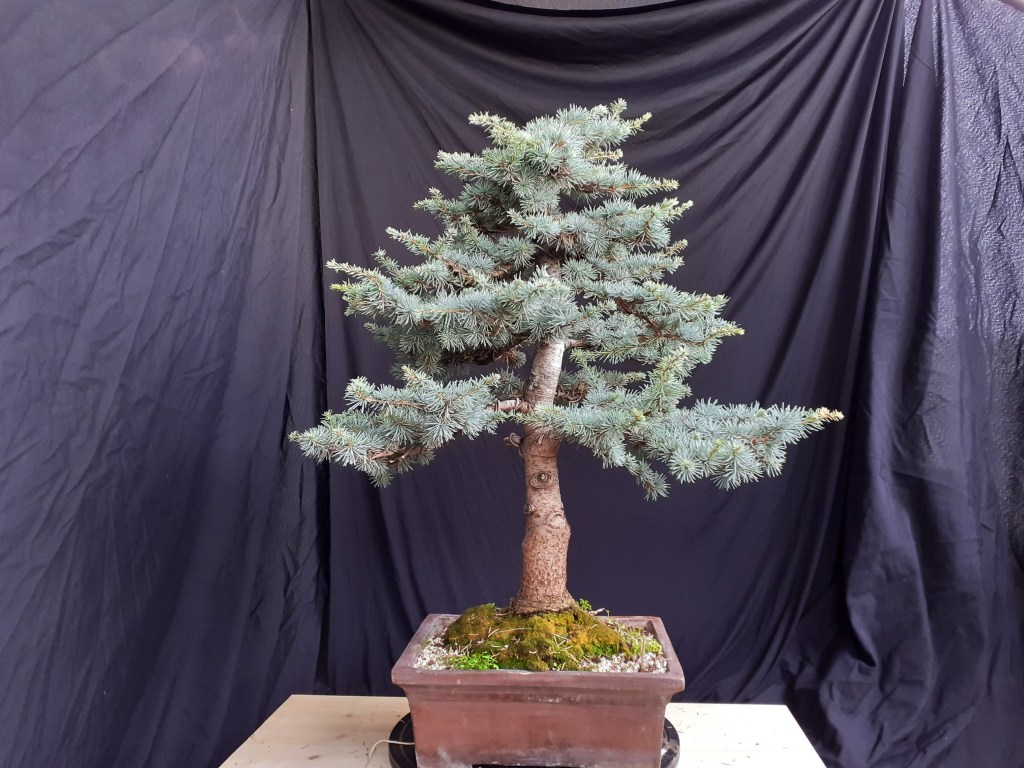Blue Atlas Cedar Bonsai